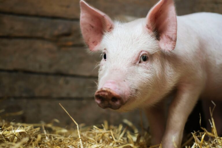 Why is Pork Forbidden in Islam? - Al-dirassa - Best Online Arabic ...
